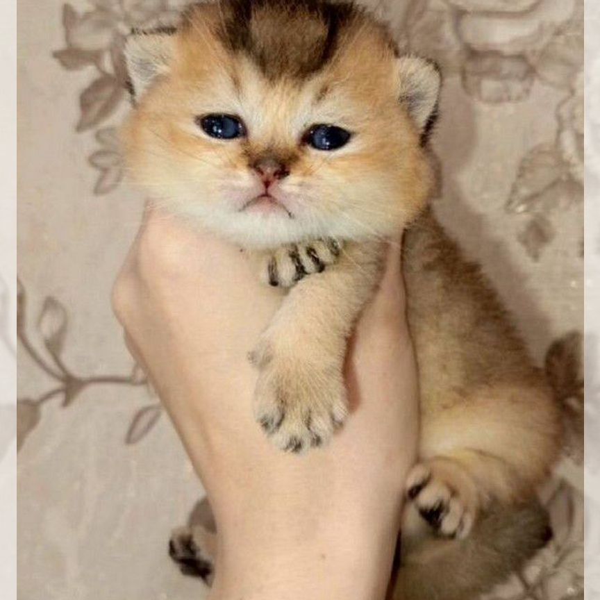 Шотландские золотые пупсы