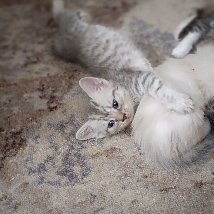 Котята в добрые руки бесплатно