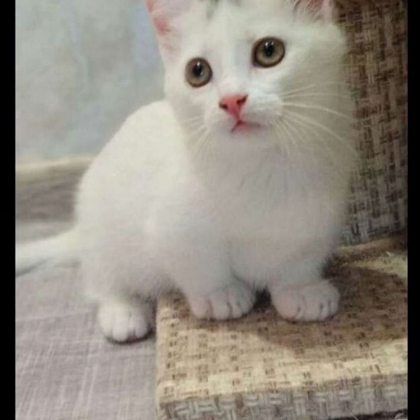 Манчкин девочка