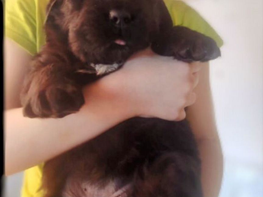 Чёрные медвежата