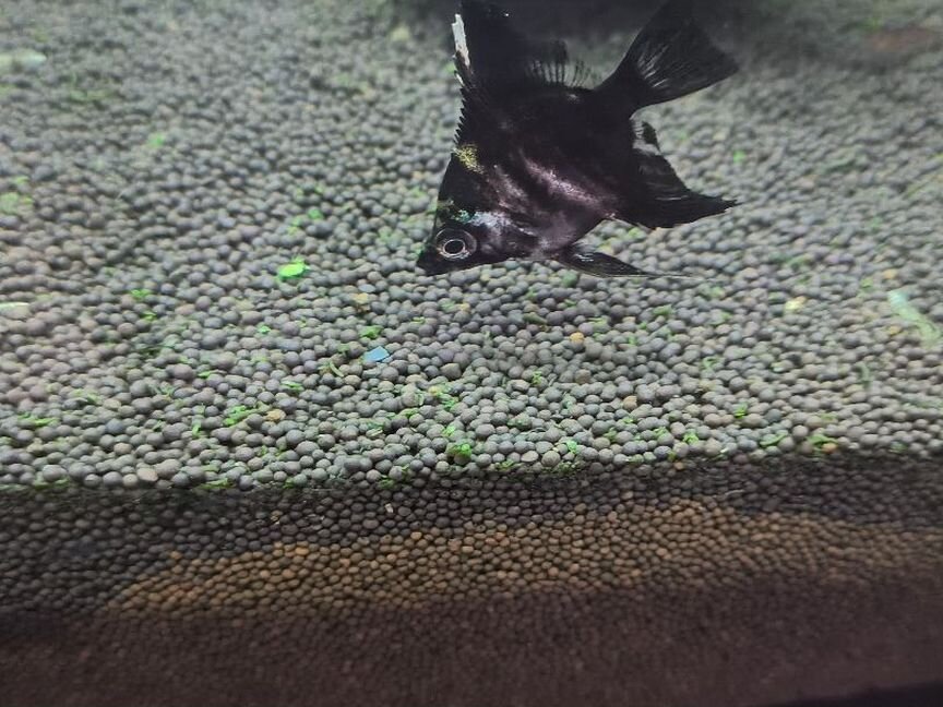 Скалярия черная