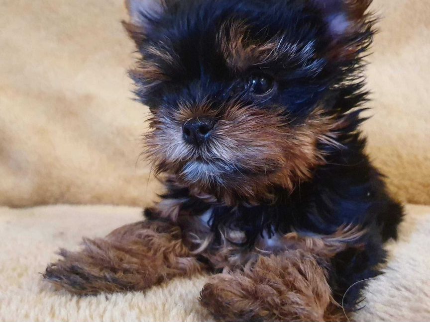 Йоркширский терьер