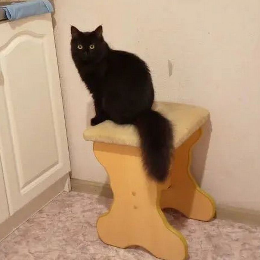 Взрослая, кошка в добрые руки