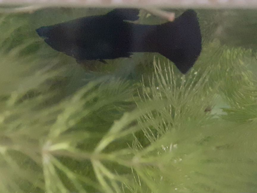 Моллинезия черная самец