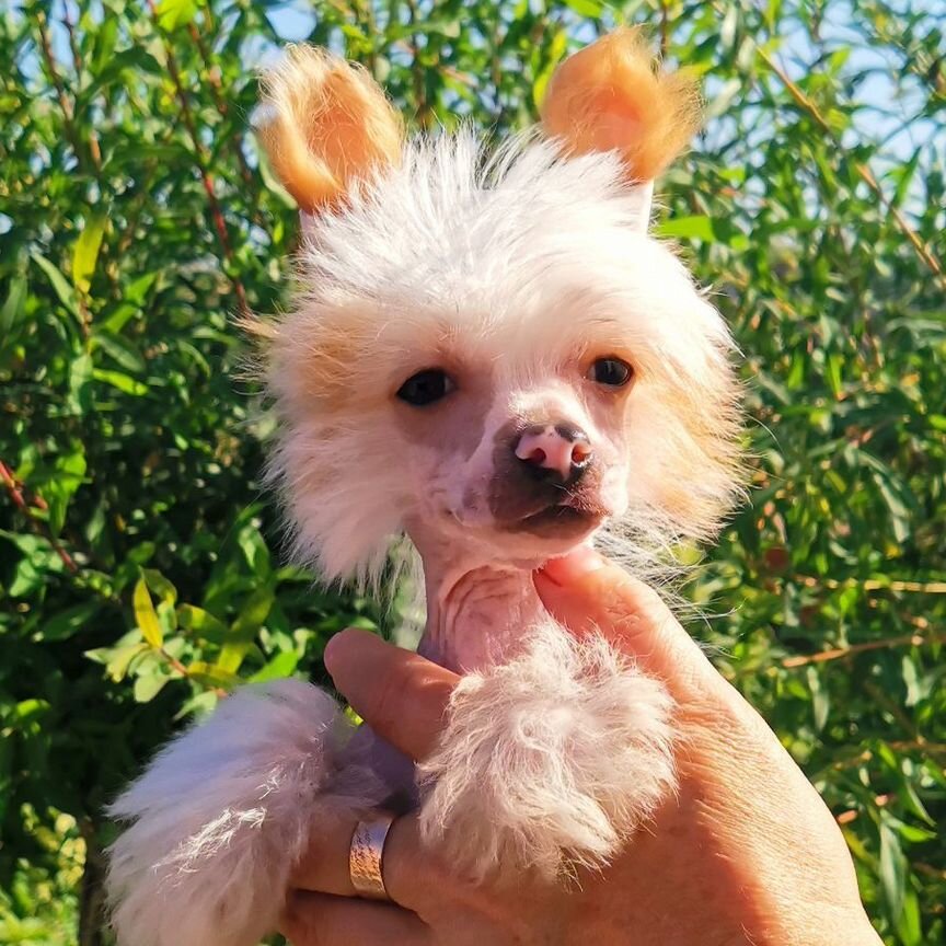 Китайская хохлатая, щенок