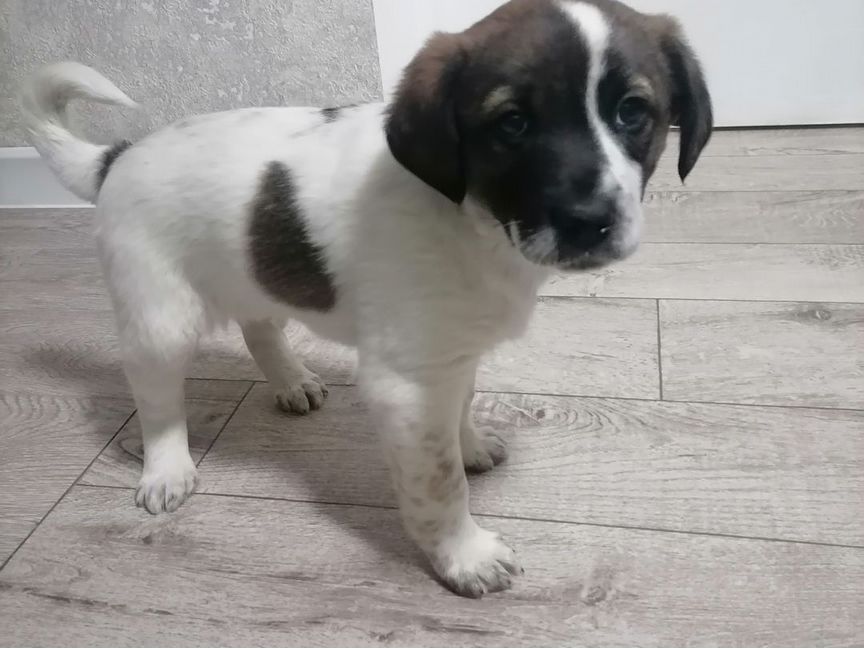 Щенок(мальчик) отдам в хорошие руки