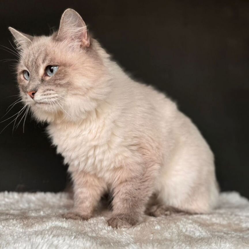Красивая кошка невская маскарадная в добрые руки