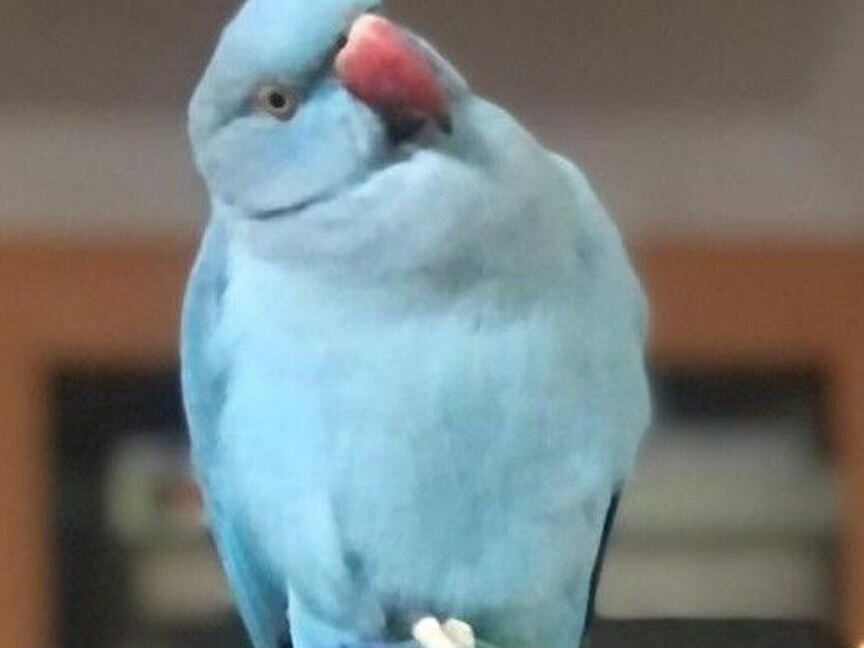 Ожереловый попугай