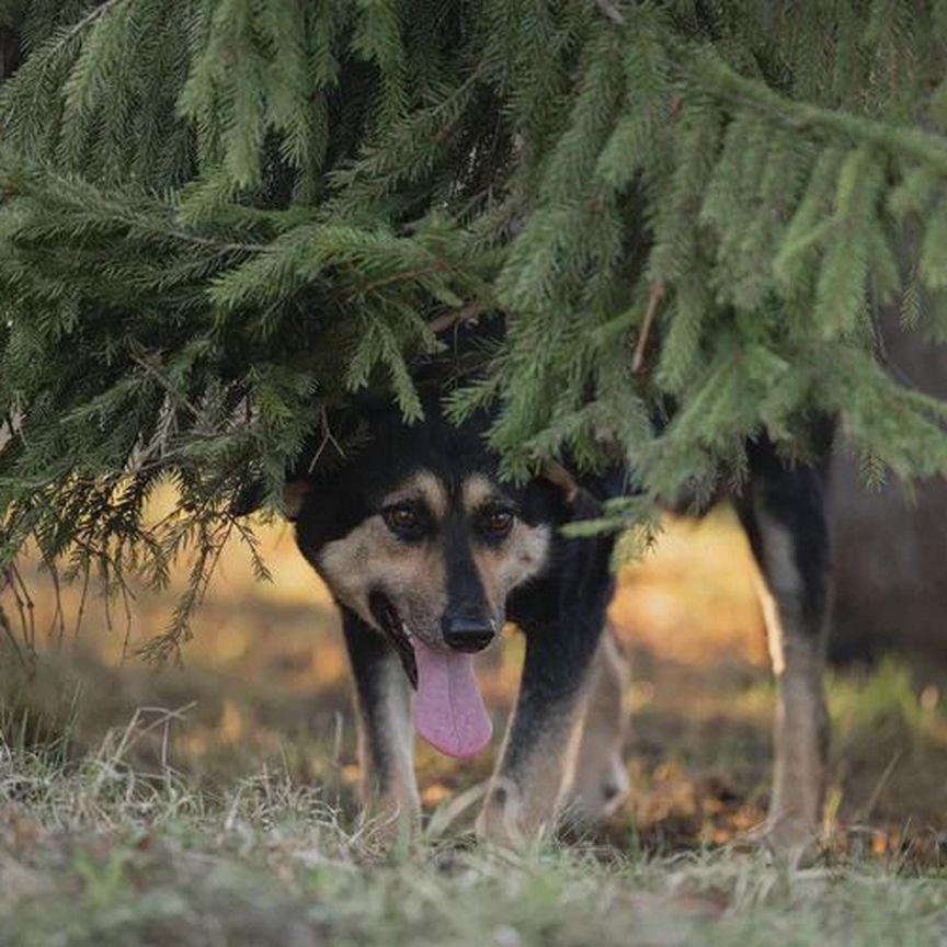 Скромная Эльзочка в поиске дома