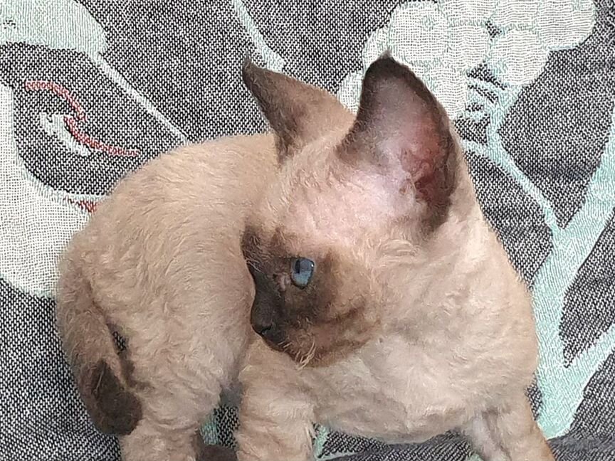 Клубные котята девон-рекс
