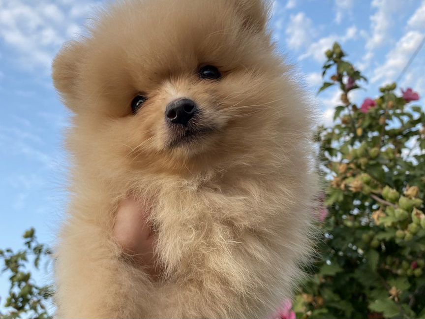 Померанский шпиц