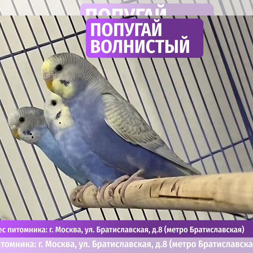 Попугай Волнистый