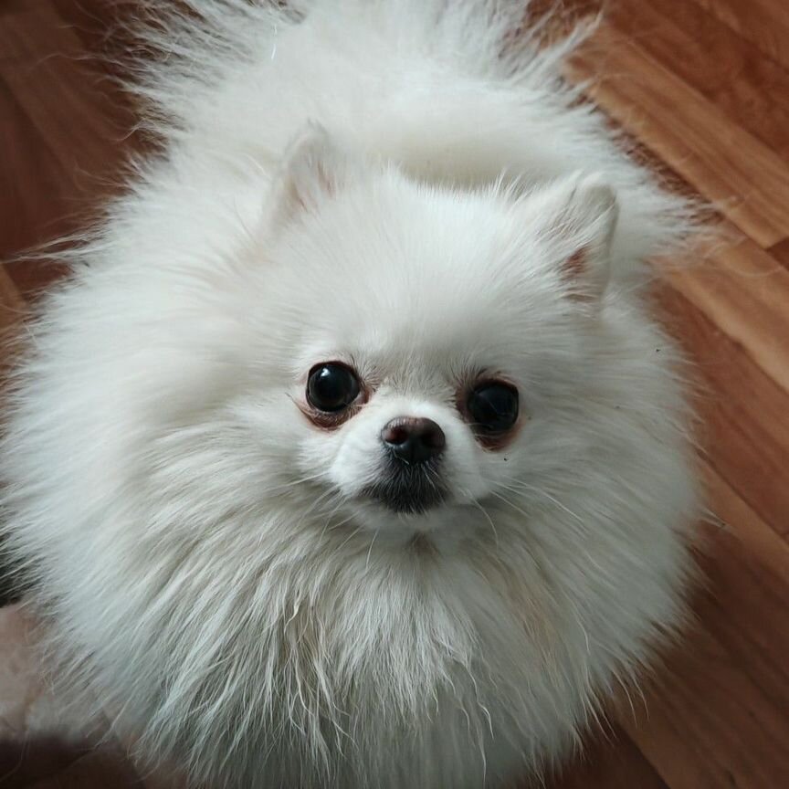 Шпиц красотка