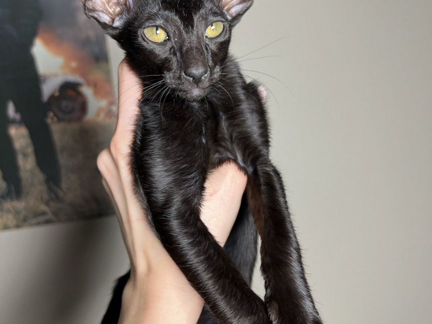 Ориентальные котята