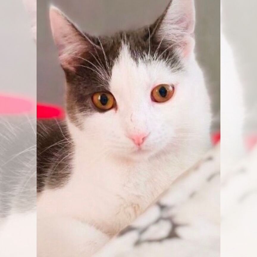 Взрослая, Девочка кошка в добрые руки