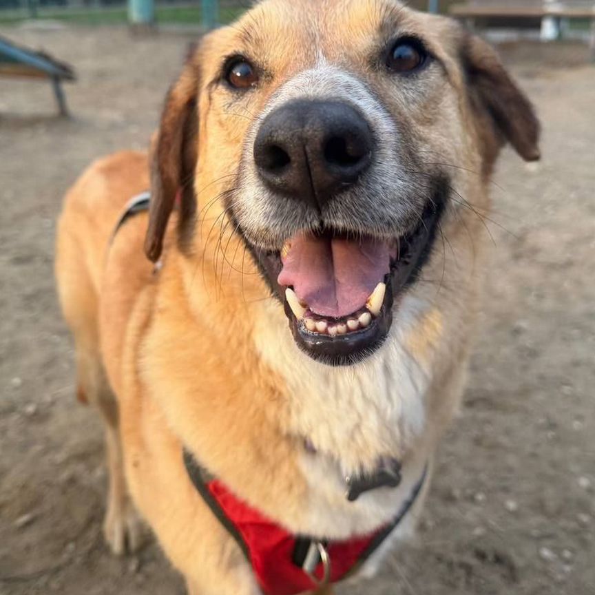 Взрослая собака в добрые руки