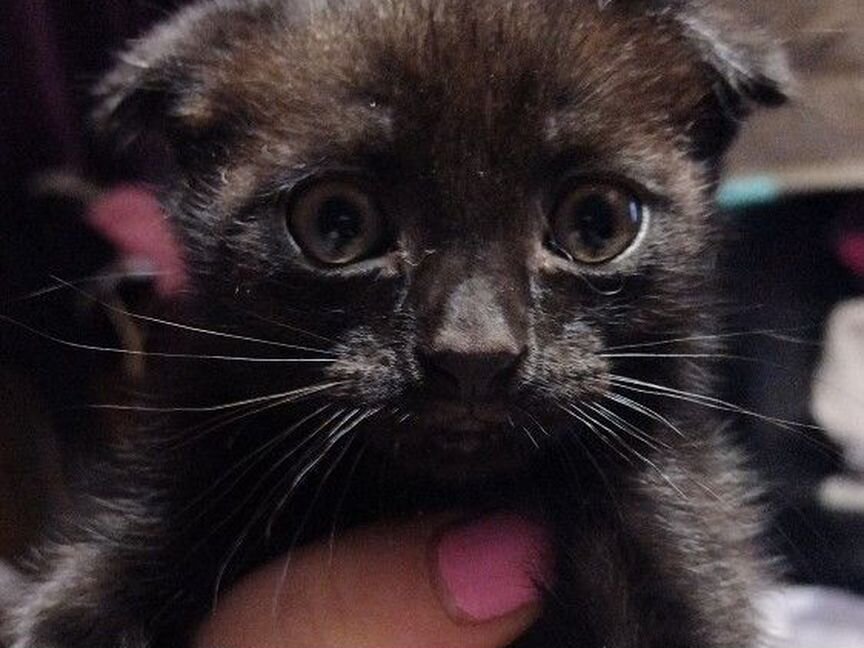 Котёнок вислоухий в подарок)