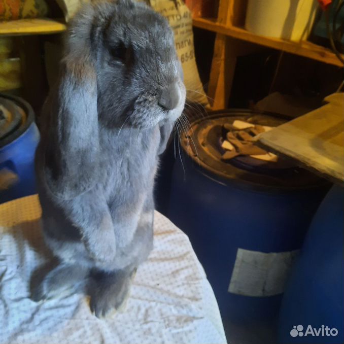 Кролики французский баран