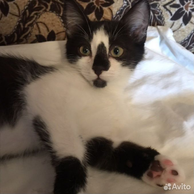 Котенок мальчик Макс