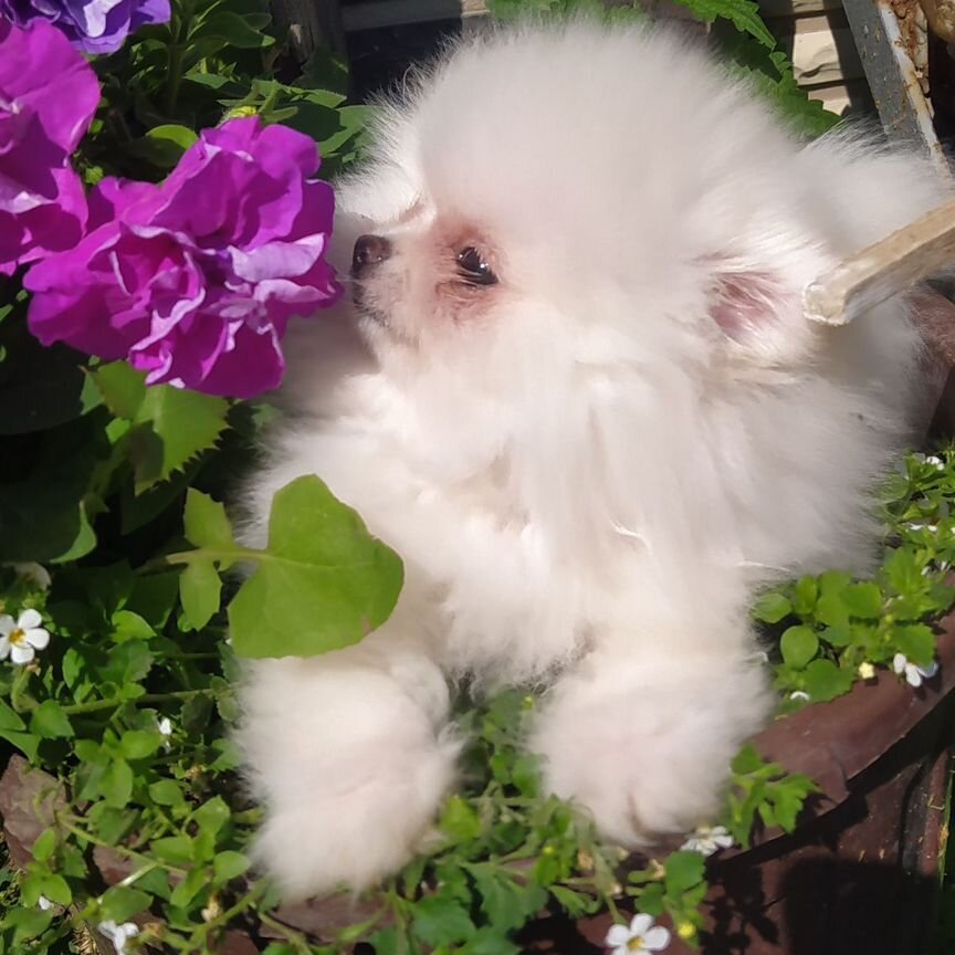 Щенки шпиц малый/девочка