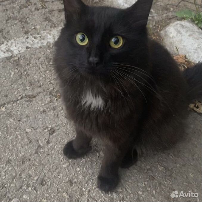 Кот Пашка