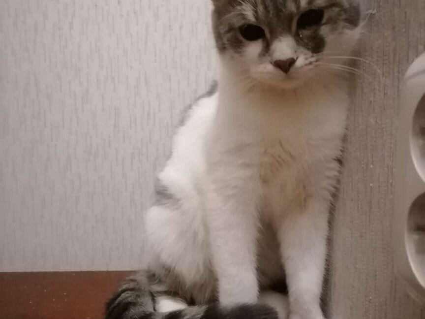 Кошка в дар