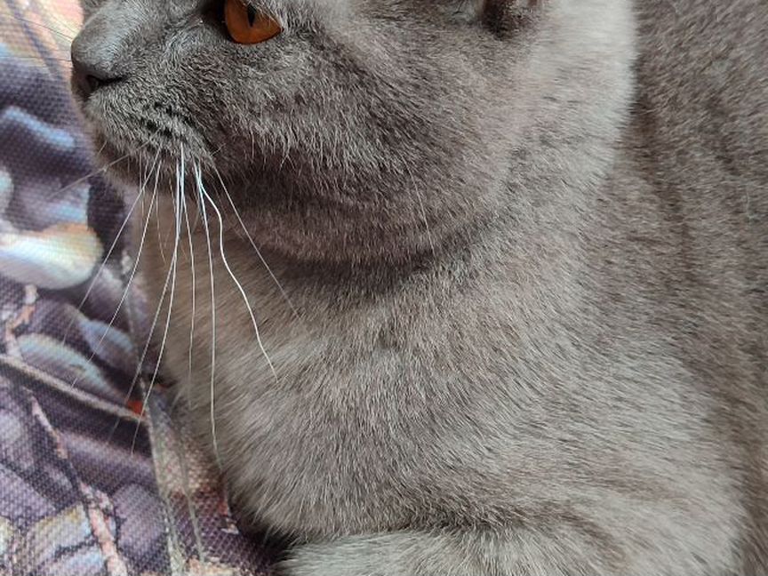 Шотландский кот 1,5года в хорошие руки