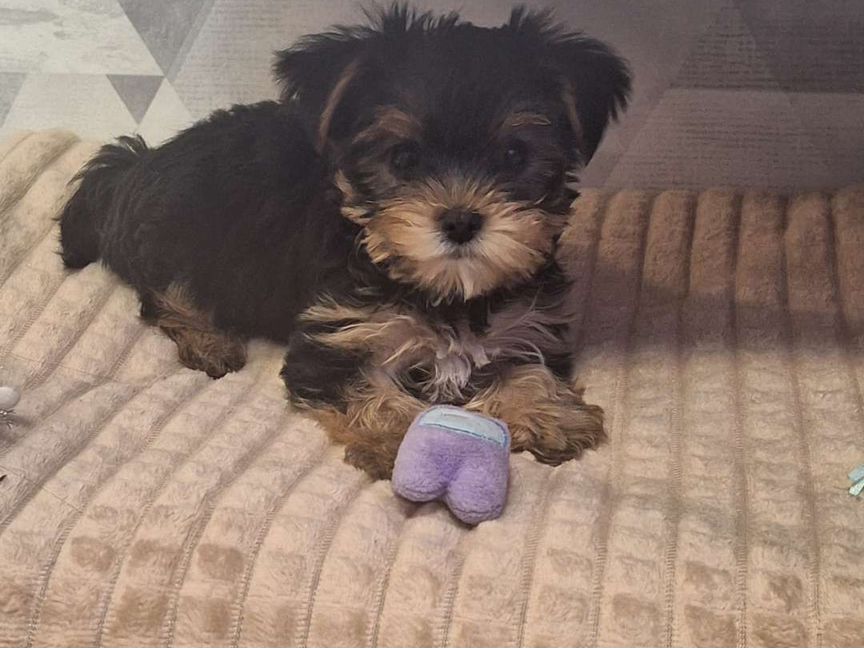 Йоркширский терьер мини девочка