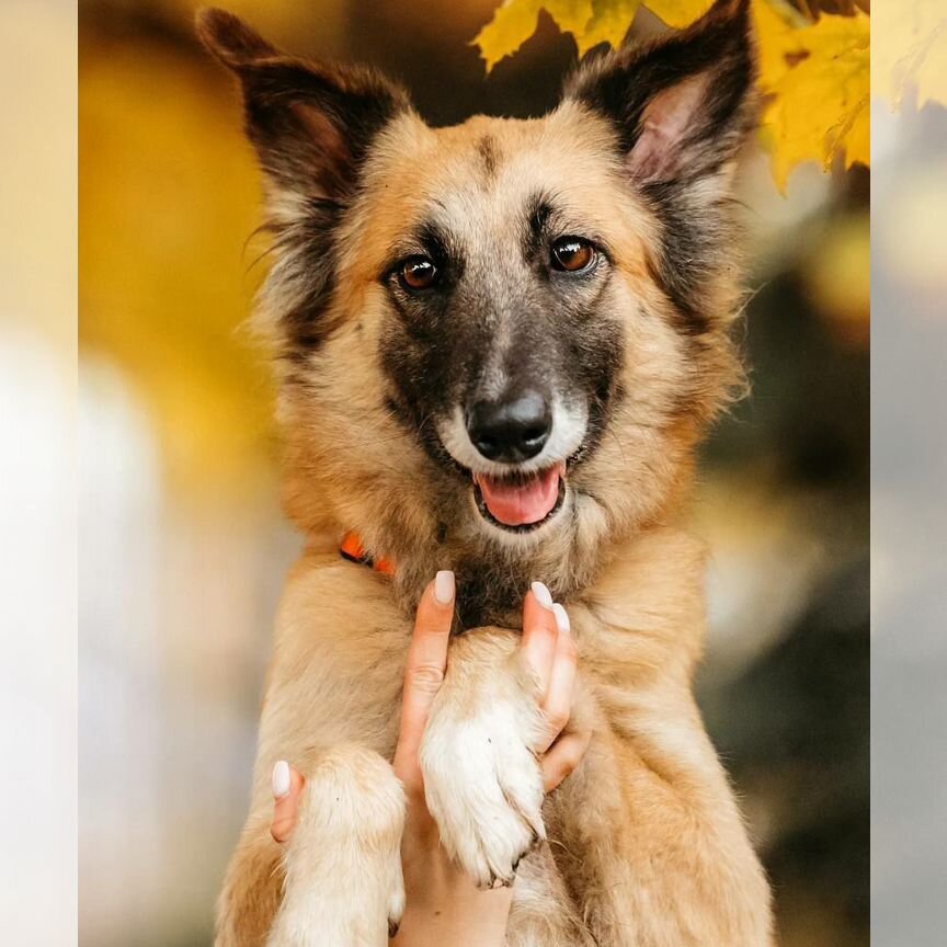 Взрослая собака в добрые руки