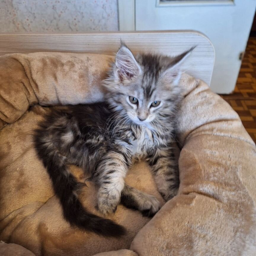 Уникальные шилопопики рысята