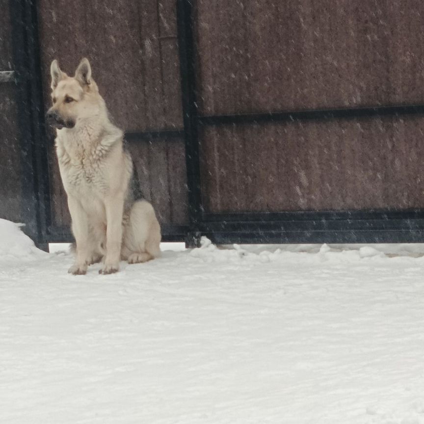 Восточно европейская овчарка