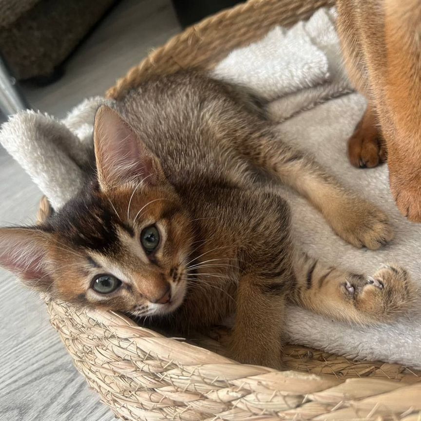 Абиссинский котенок(гибрид)