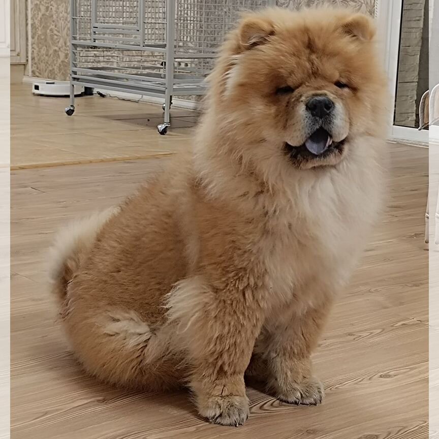 Чау-чау, щенок