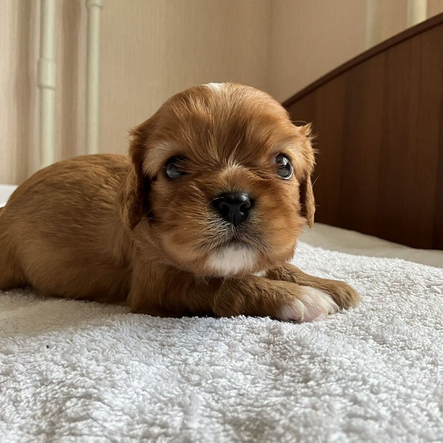 Кавалер кинг чарльз спаниель рубин