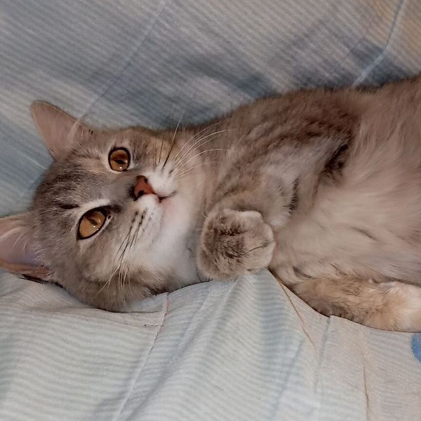Кошечка, подросток, в семью