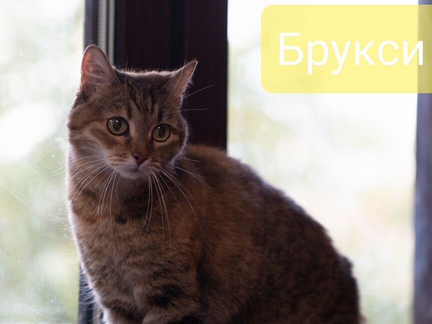 Осиротевшие в один миг котики Брукси и Маурицио