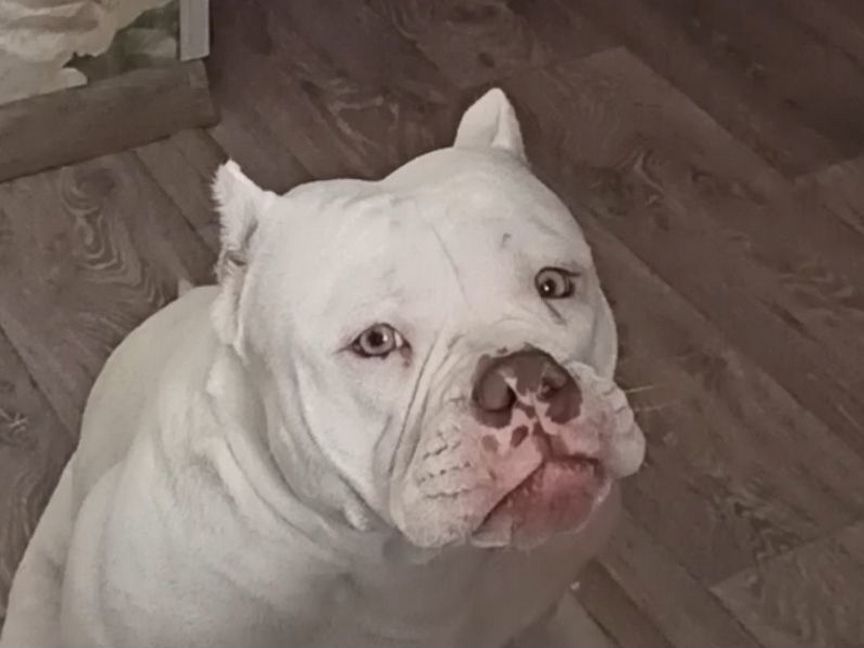 Щенки американского булли покет