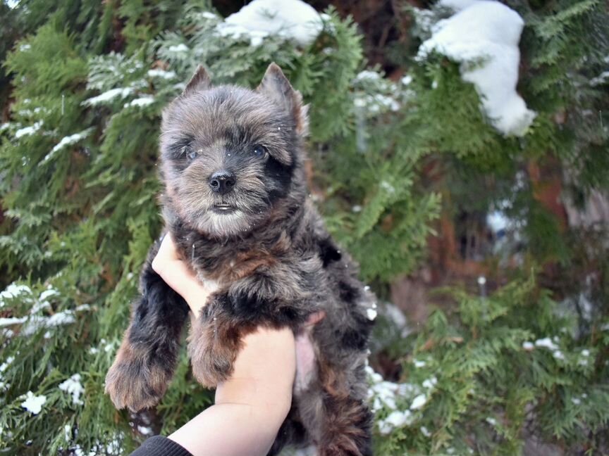 Йорк мерле девочка