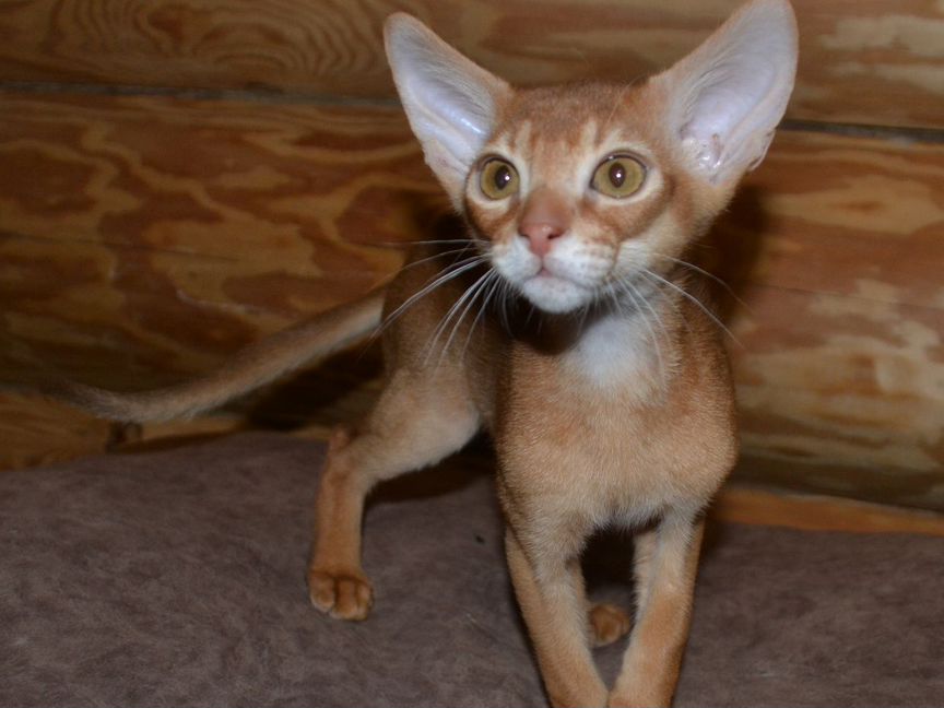 Шикарный абиссинский малыш