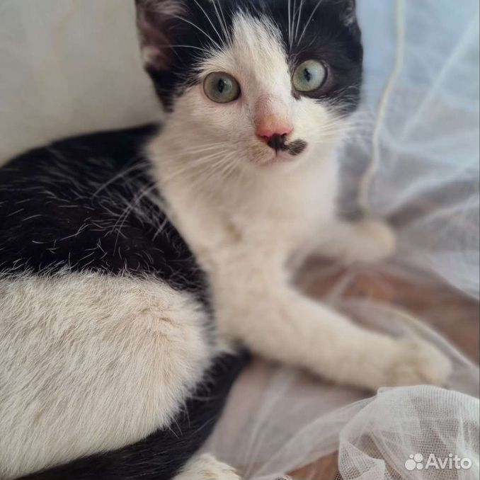Котенок с родинкой