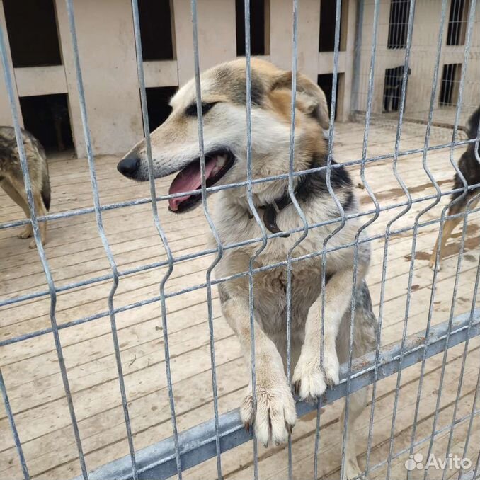 Скуби собака