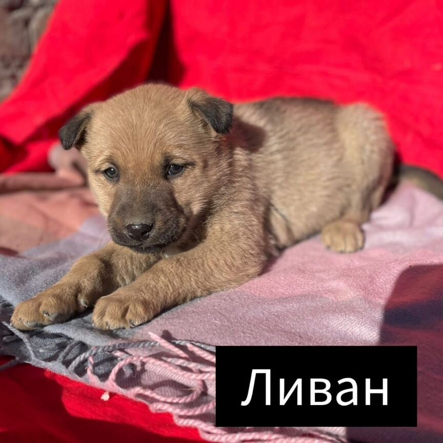 Сильный Ливан для защиты дома