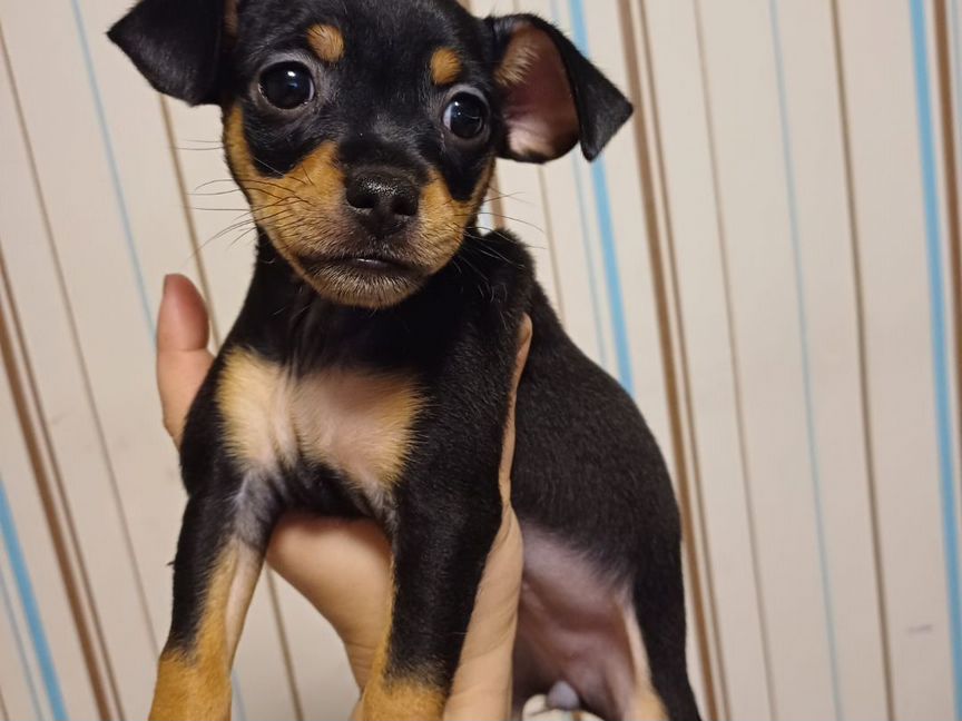 Щенки русский той-терьер