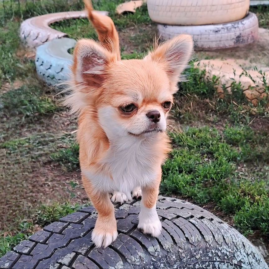 Чихуахуа мини мальчик Кузя