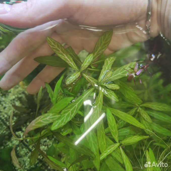 Гигрофила многосеменная, растения, анциструс