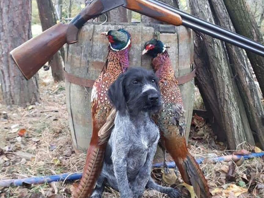 Щенок Дратхаара