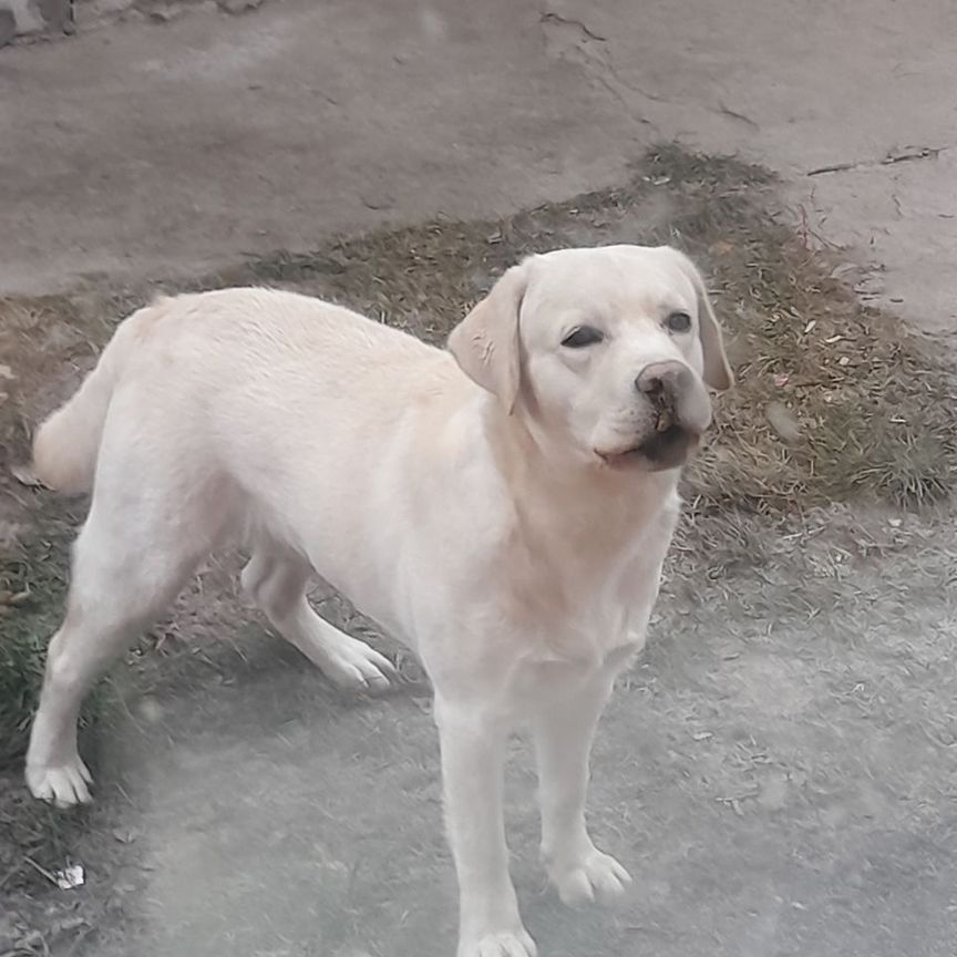 Лабрадор-ретривер, взрослый пёс