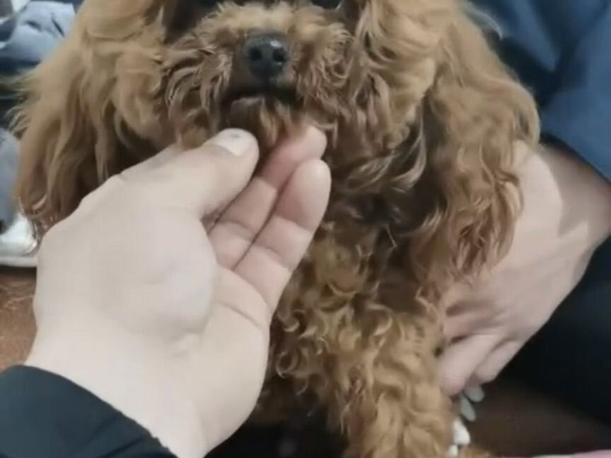 Тедди пудель китай