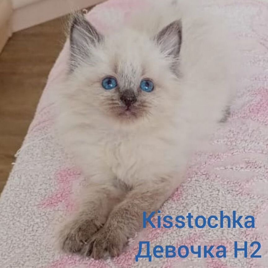 Невские маскарадные котята с документами WCF