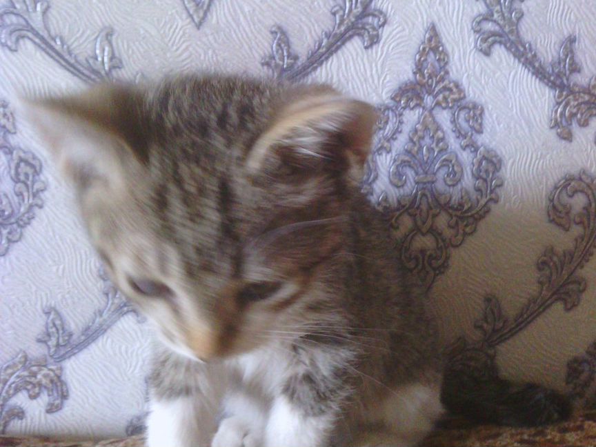 Котёнок